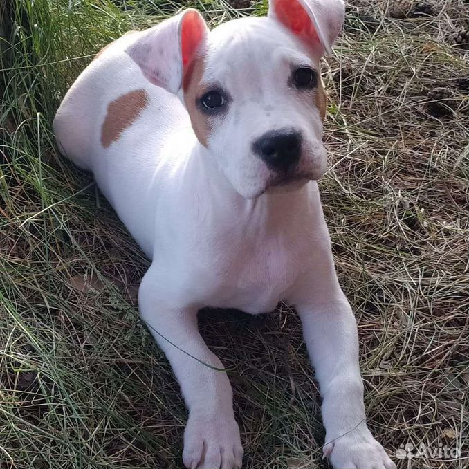 Собака американский стафф