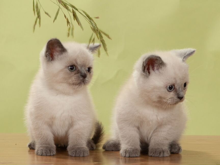 Шотландские котята колор поинт