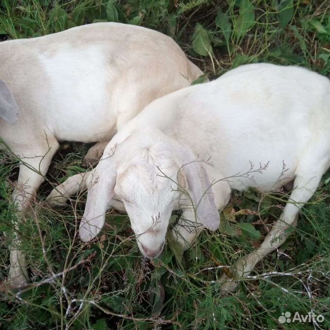 Козлик англонубийский