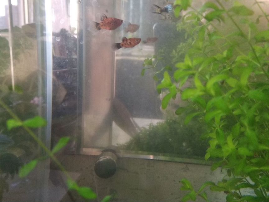 Пецилии мальки - подростки