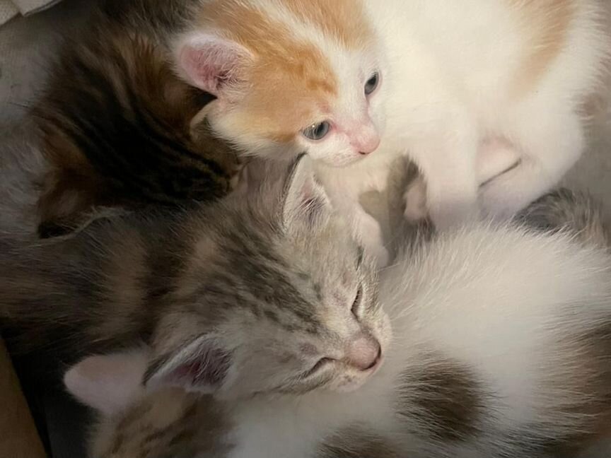 Сибирская кошка