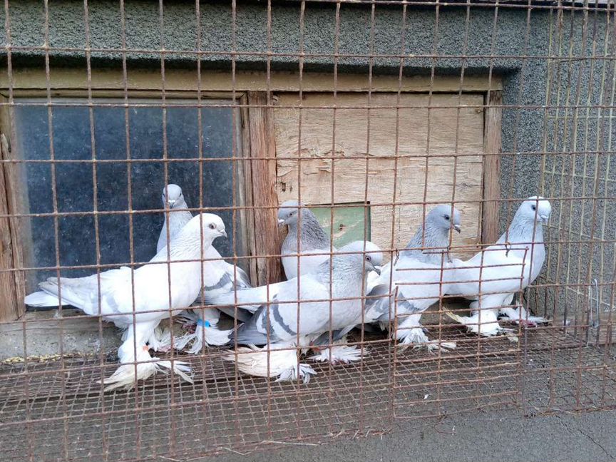 Голуби касаны