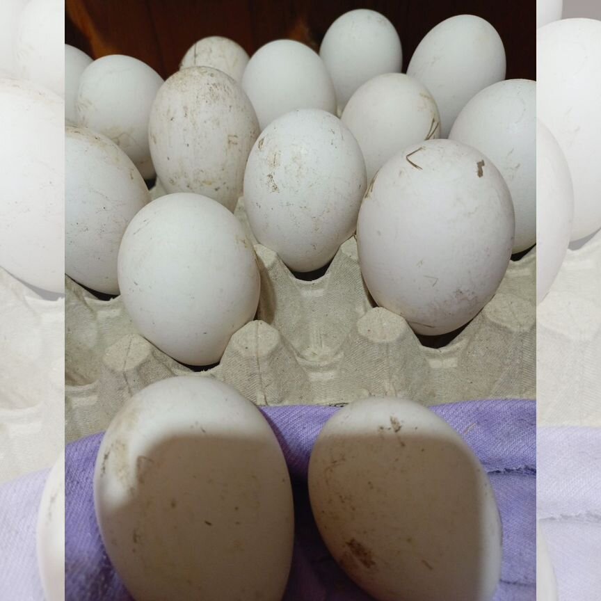 Яйцо гусиное на инкубацию