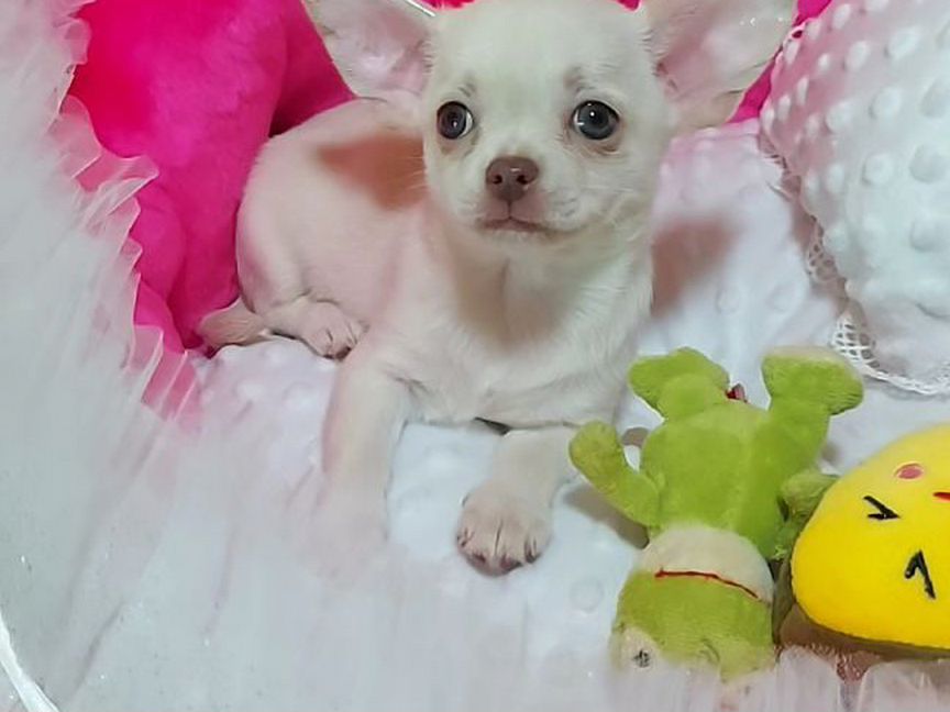 Девочка Чихуахуа