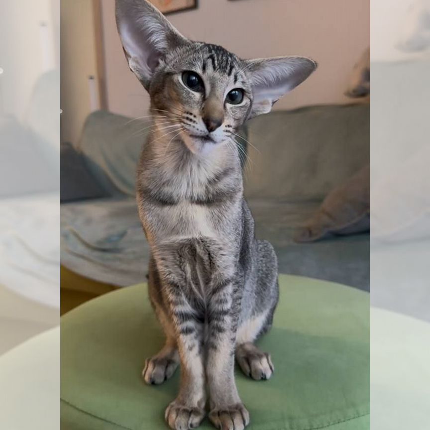 Ориентальный котёнок