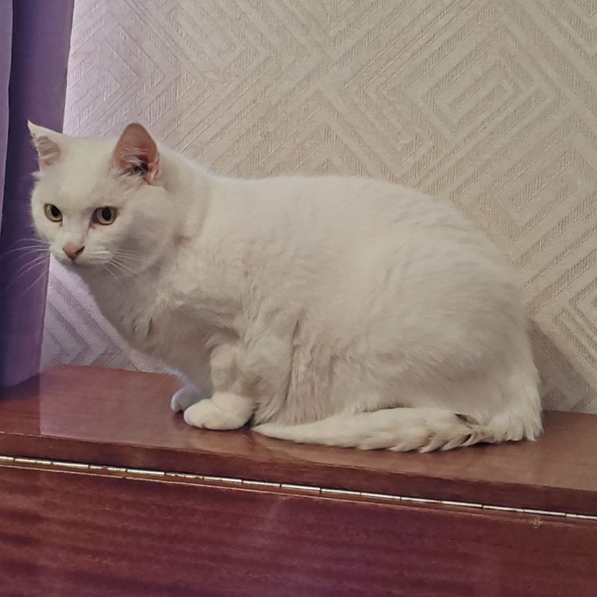 Взрослая, кошка в добрые руки