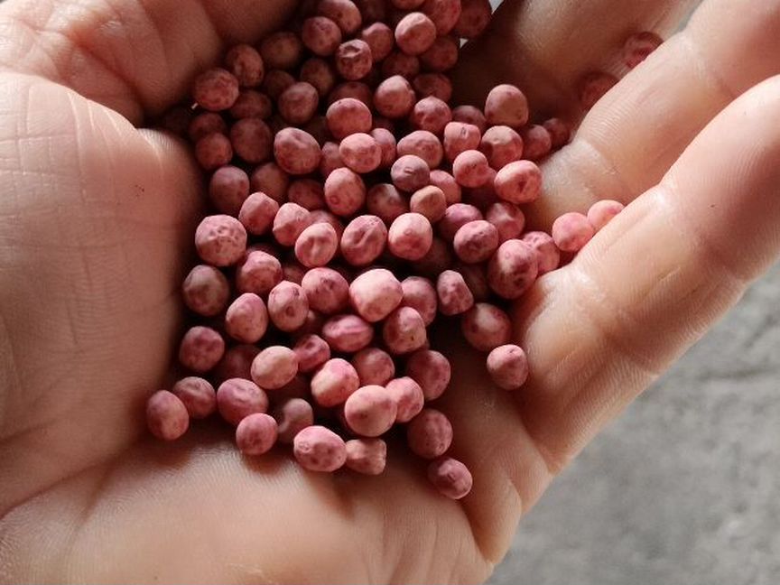 Горох зимующий