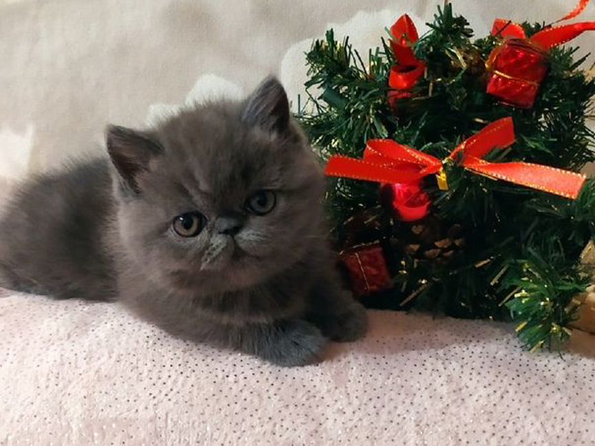 Продается шикарный котенок (девочка)