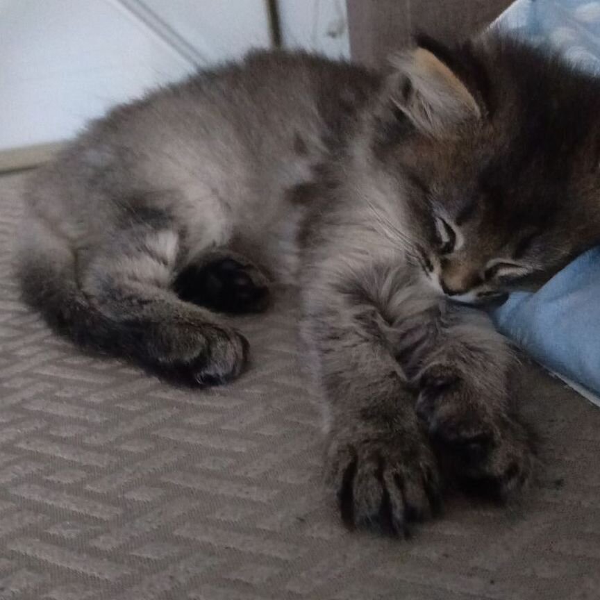 Котята чаузи ф3