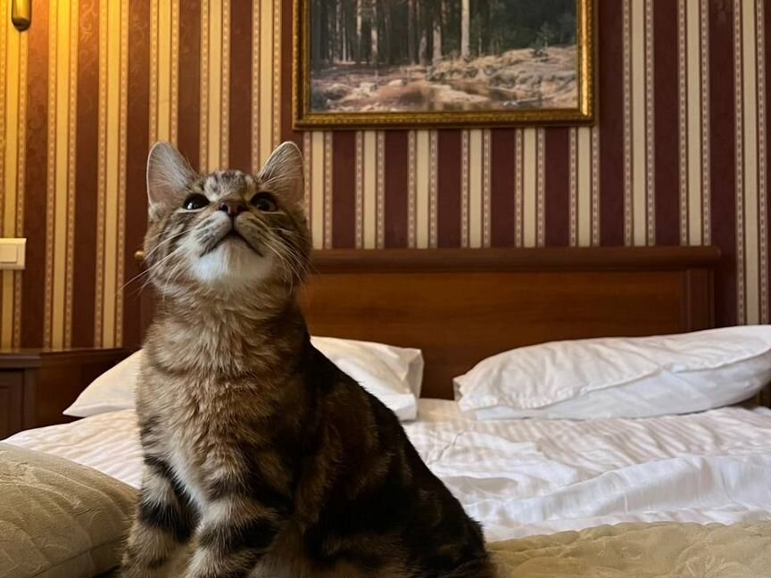 Котик уникального черепахового окраса