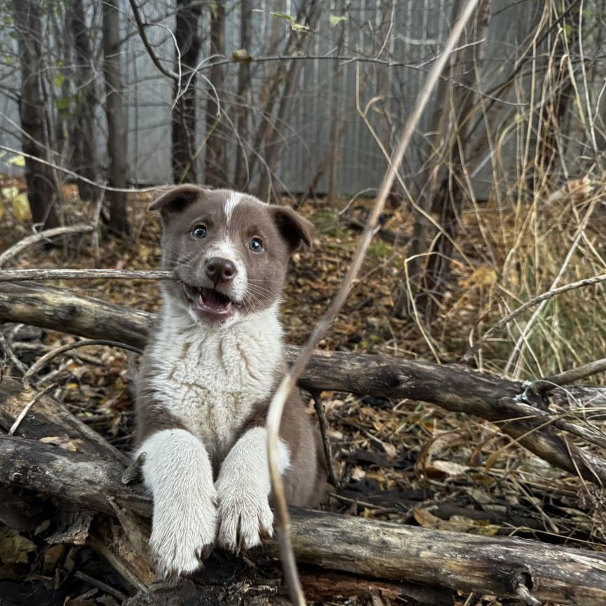 Щенки в добрые руки(бесплатно)