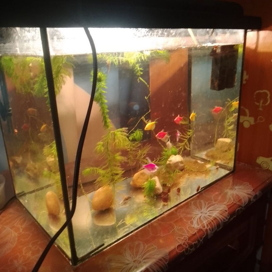 Аквариум с рыбками