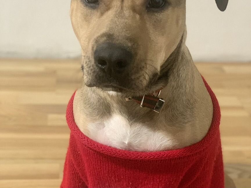 Стафик в добрые ручки