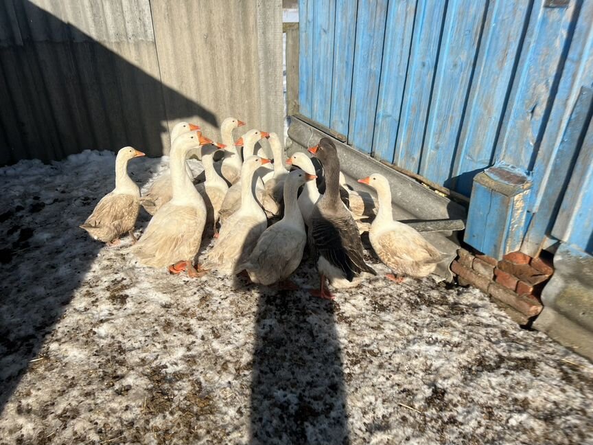 Гуси домашние