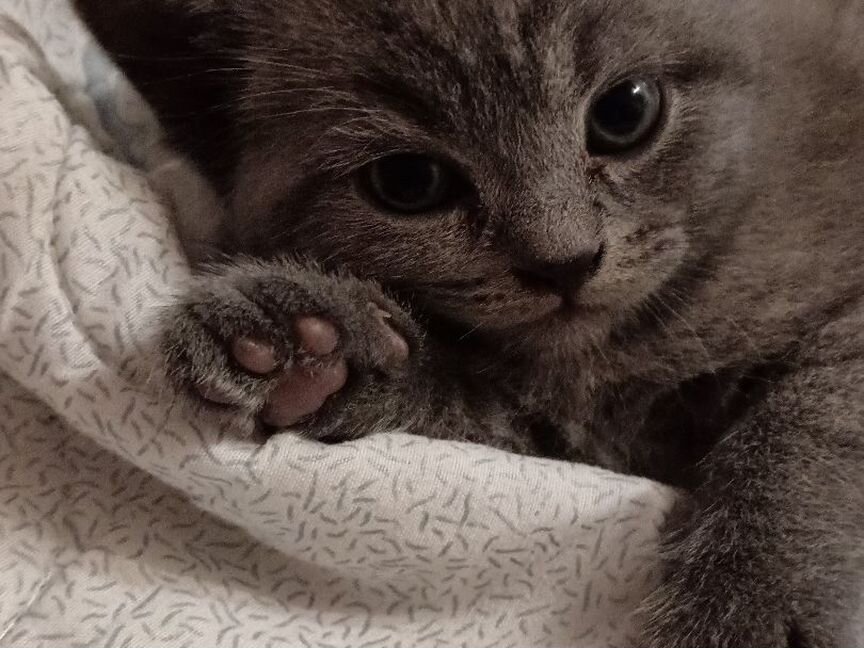 Британские котята