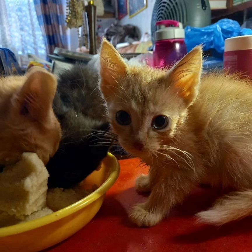 Бедняжки котята