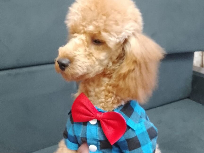 Той-пудель вязка