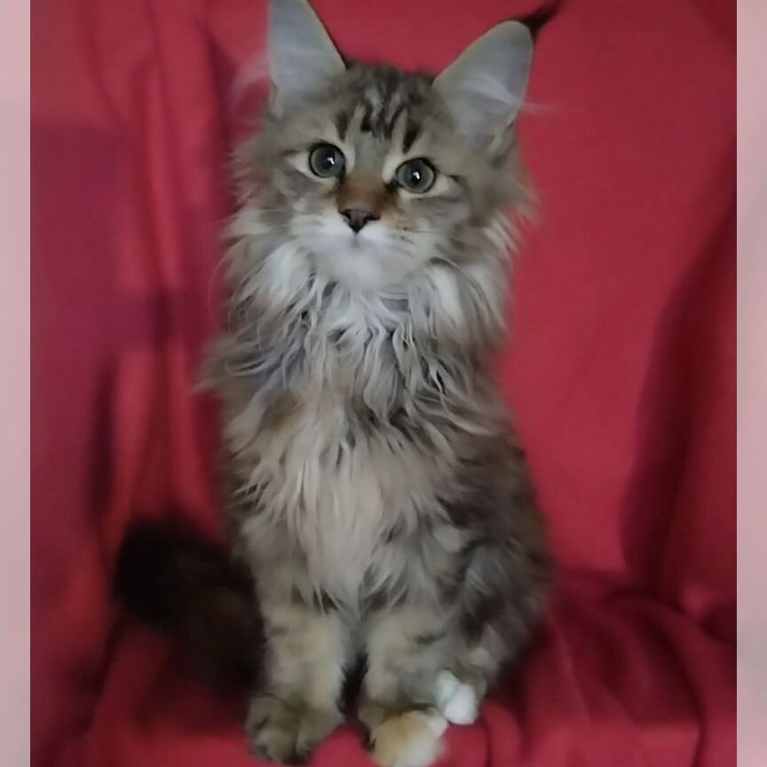 Мейн-кун котёнок