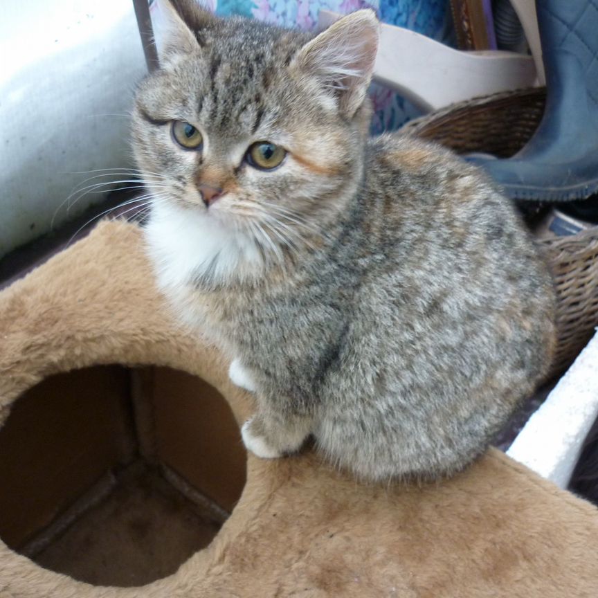 Котята в добрые руки бесплатно