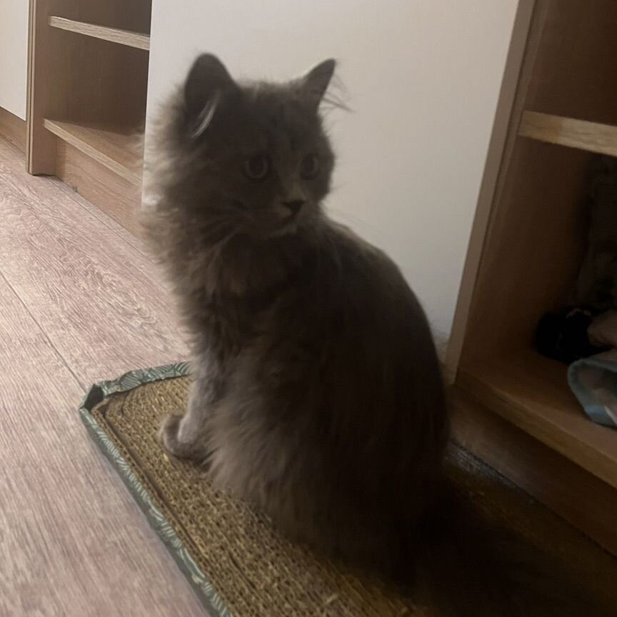 Котенок девочка британка