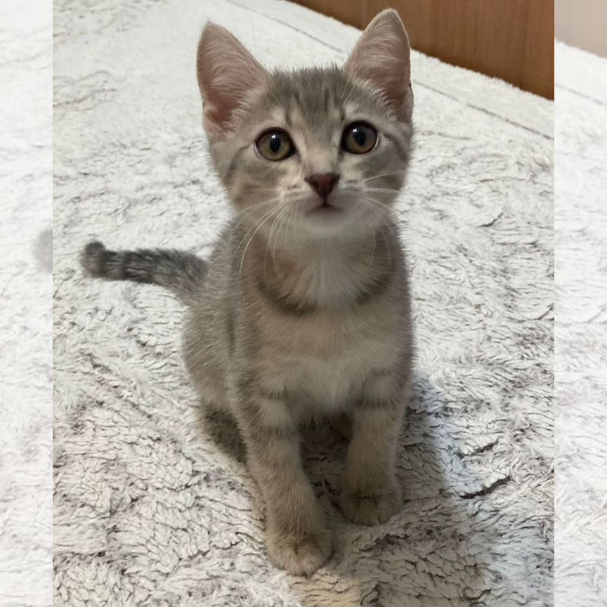 Котенок