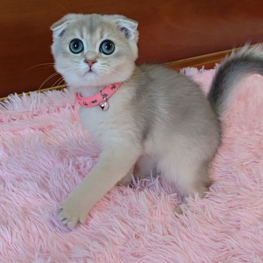 Котенок голубое золото