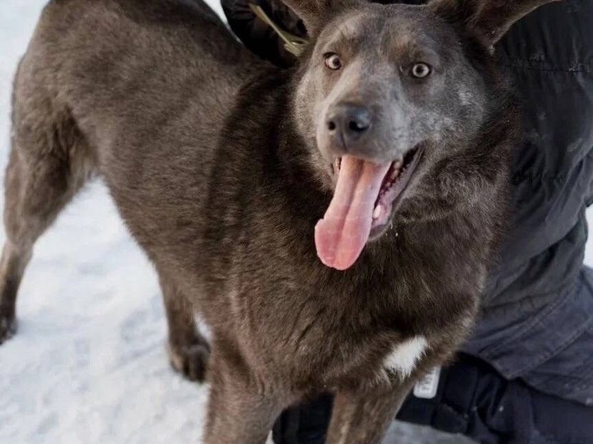 Пёс Брут красавчик и брутал