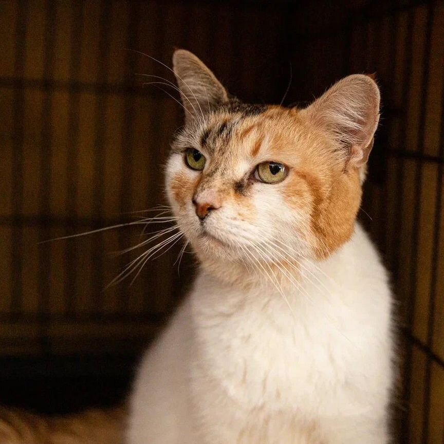 Нора ищет дом