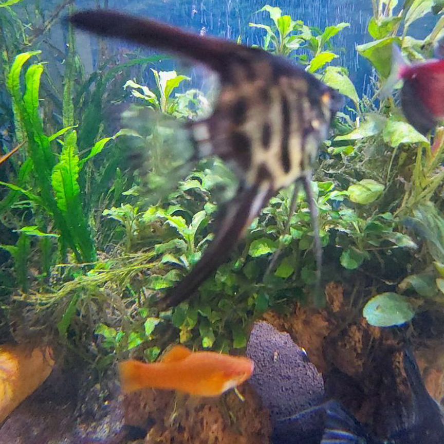 Малек скалярии пиной