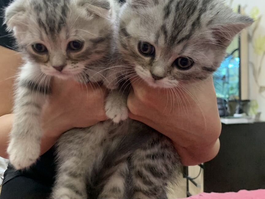 Шотландские котята