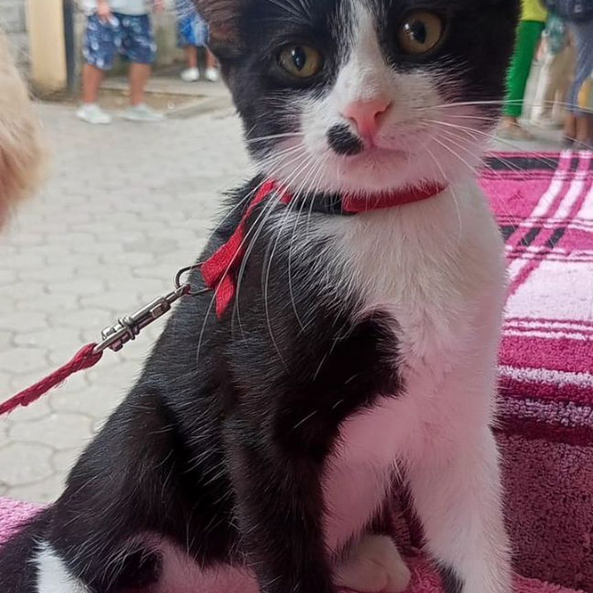 Мальчик котенок, спокойный