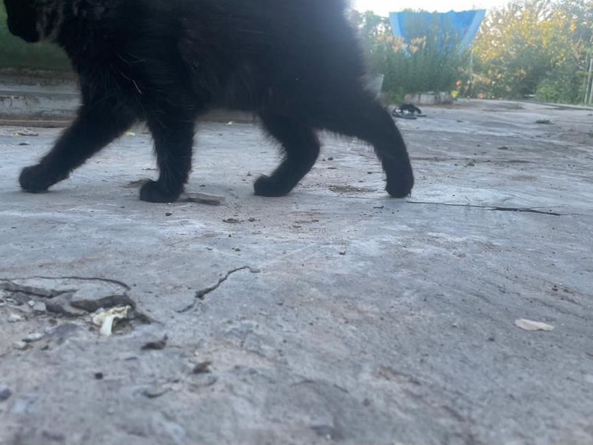 Котенок. Подкидыш, красивый, ласковый. Доставка