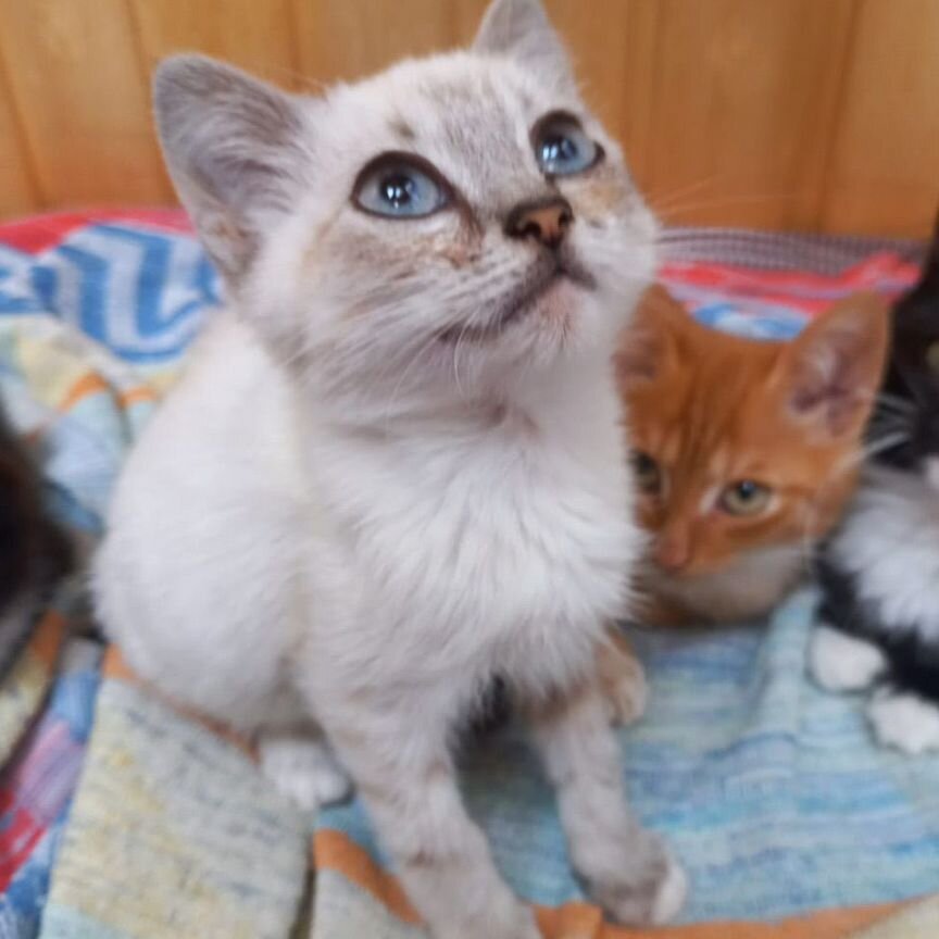 Чудесный котенок и его братья ищут дом