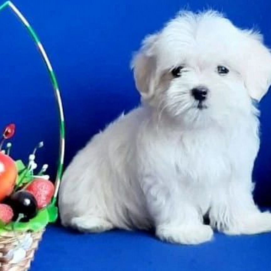 Мальтийская болонка, щенок