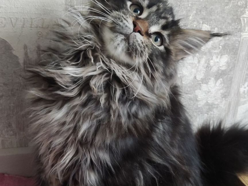 Фортуна. Очаровательная девочка. 3,5 мес