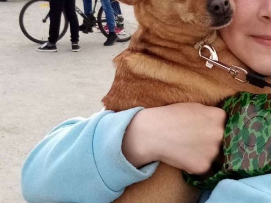 Щенки чихуахуа