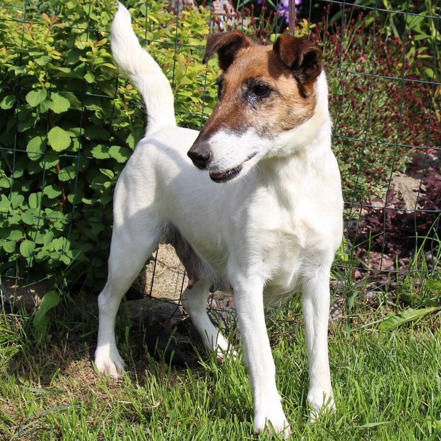 Фокстерьер бесплатно