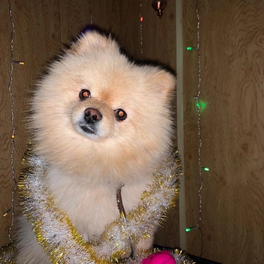 Померанский шпиц