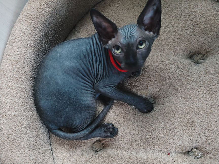 Черный Канадский сфинкс девочка