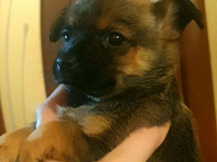 Метисы йорка