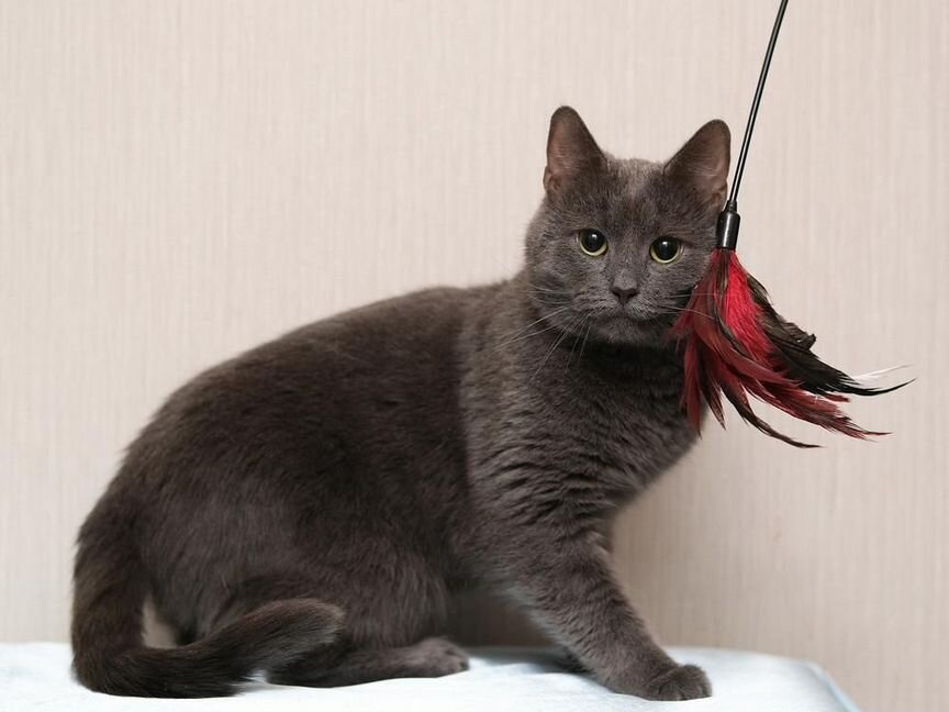 Котик ищет дом