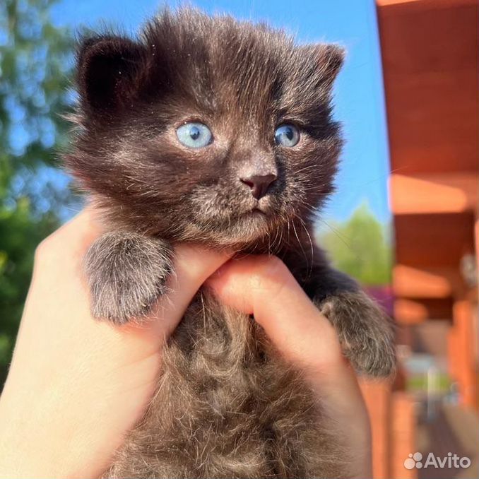 Котенок (будет готов к переезду в августе)