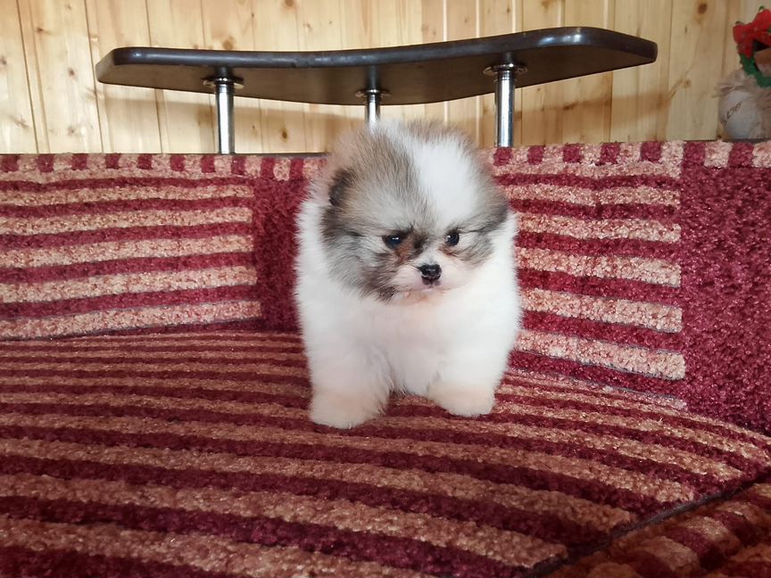 Шпиц в типе мишки