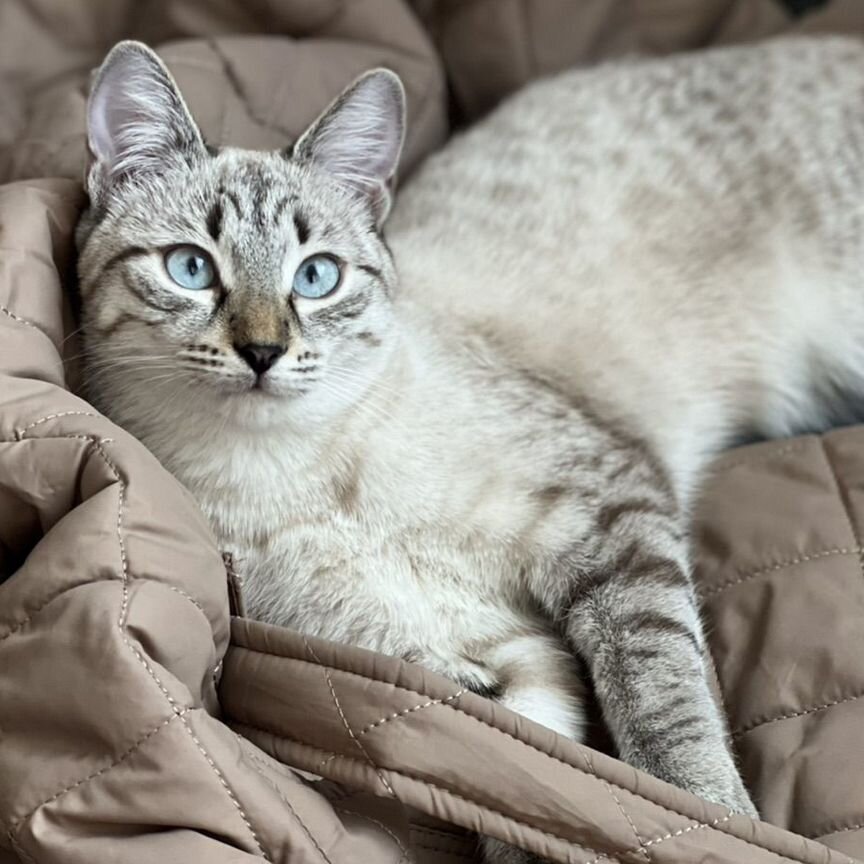 Тайская кошка, взрослая