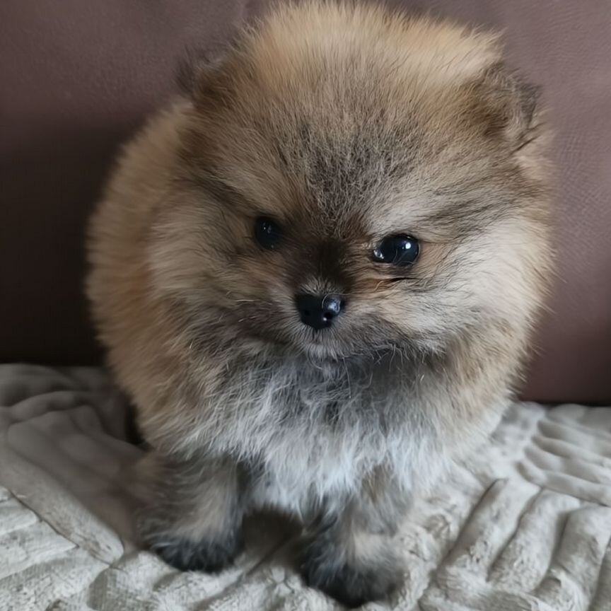 Померанский шпиц, щенок