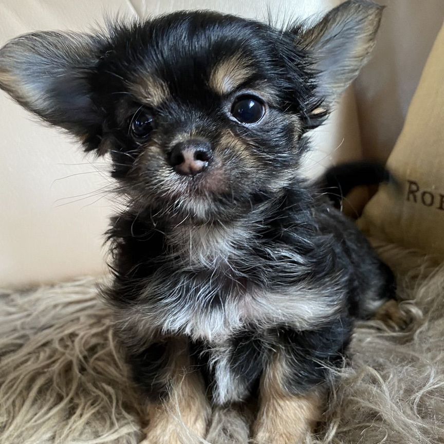 Веселый чорки