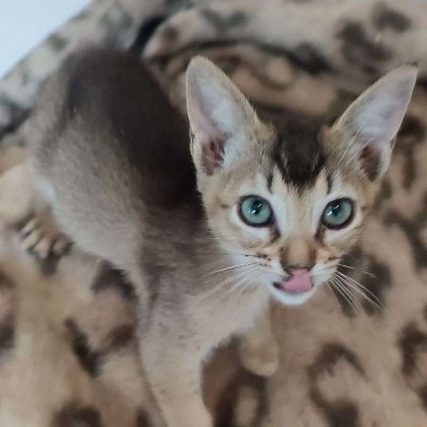 Абиссинские котята