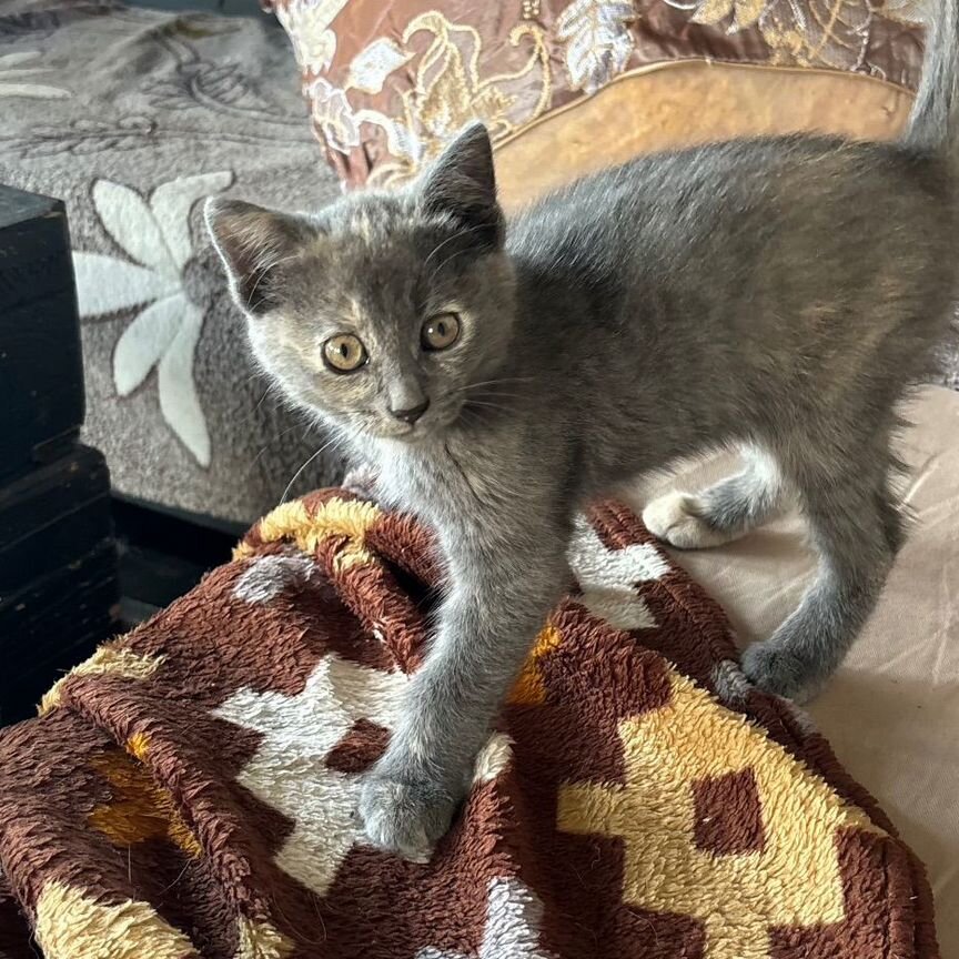 Британский короткошёрстный котёнок