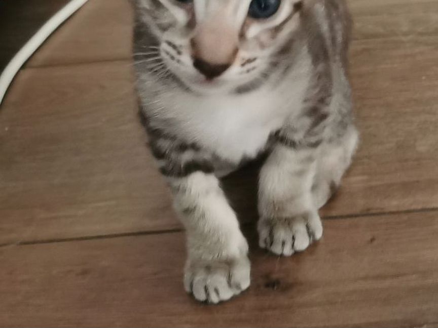 Ориентальная