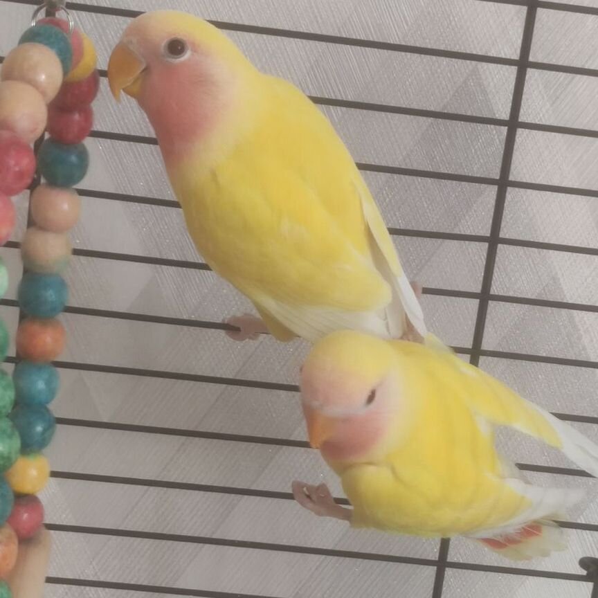 Попугай неразлучник